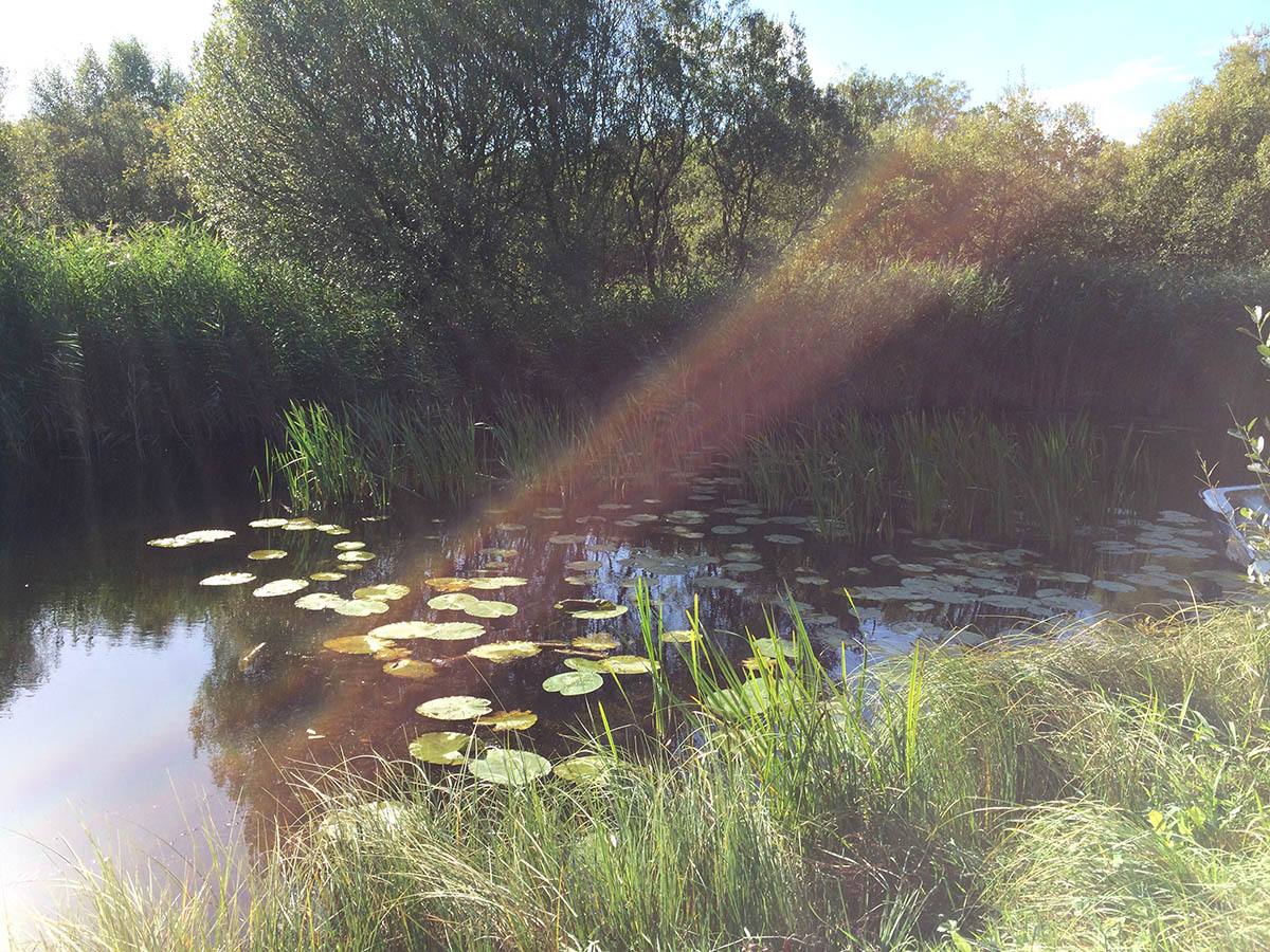 Ecopoetry Workshop | The Crescent Belfast